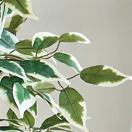Stunning Variegated Ficus - Innovations